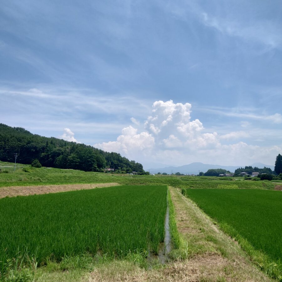 20250704 入道雲と田んぼ – 長野県伊那市手良地区 暮らしの情報発信サイト